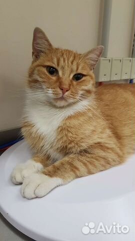 Рыжая девочка Оливка 1год стерилизованна ручная