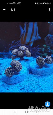 Живые кораллы - Эуфилия розовое золото