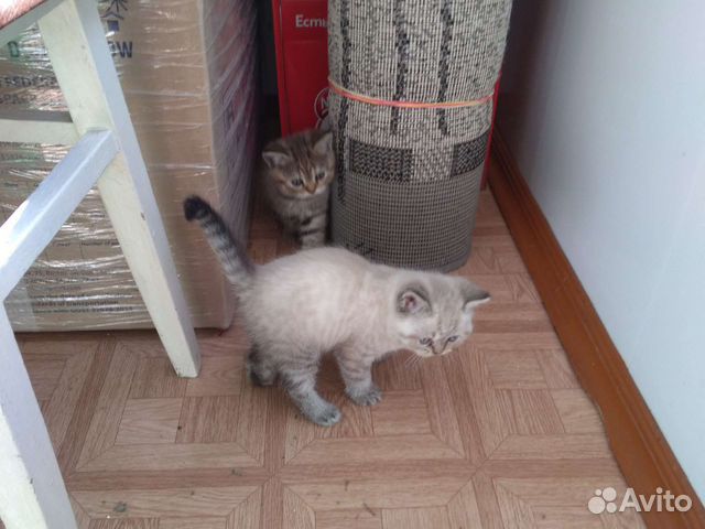 Продам котенка-девочка британка цена дог