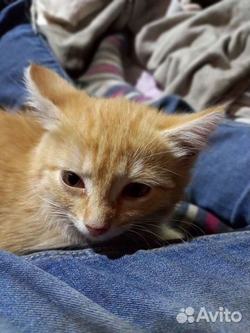 Рыжий котенок в добрые руки