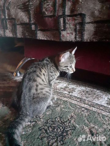 Кошка