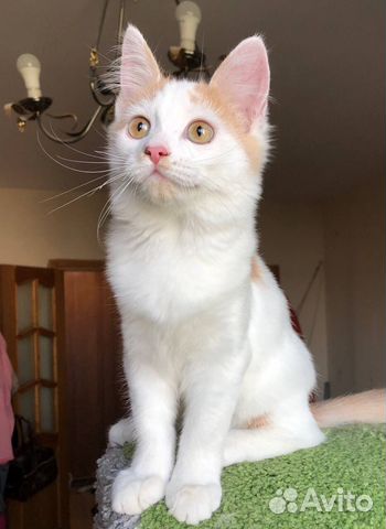 Котенок