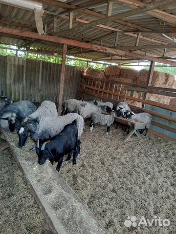 Овцы ягнята