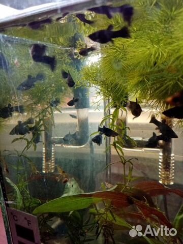 Моллинезия черно - золотая