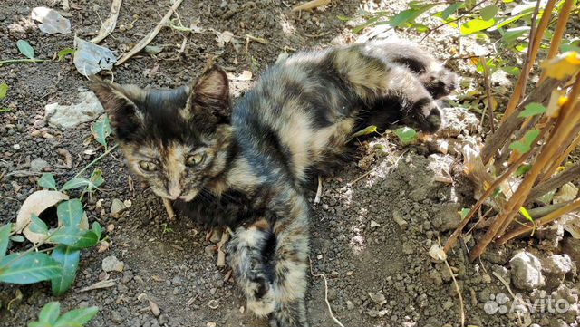 Котенок-черепашка в дар