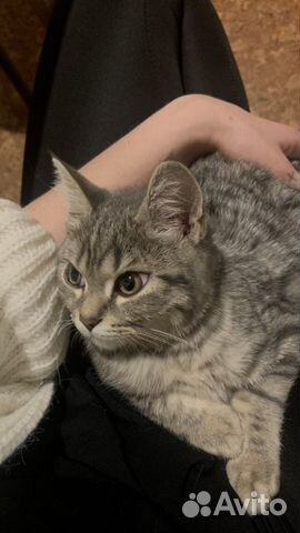 Шотландские прямоухие котята в добрые руки