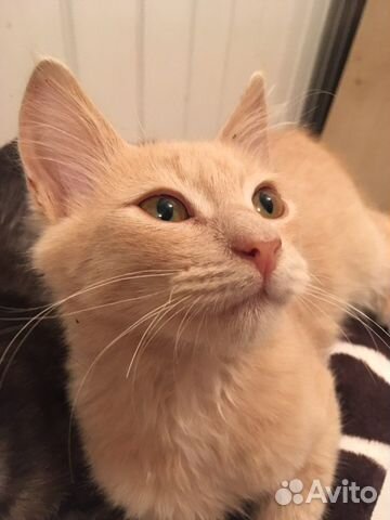 Сенечка ищет дом