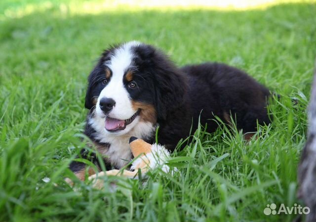 Бернский зенненхунд