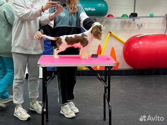 Шикарная девочка кавалер шоу класса Ваттари