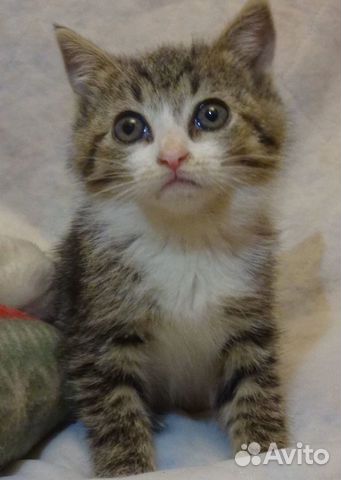 Котенок с ладошку ищет мампап в добрые руки