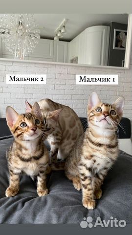 Бенгальские котята