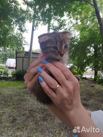 Британская вислоухая кошка