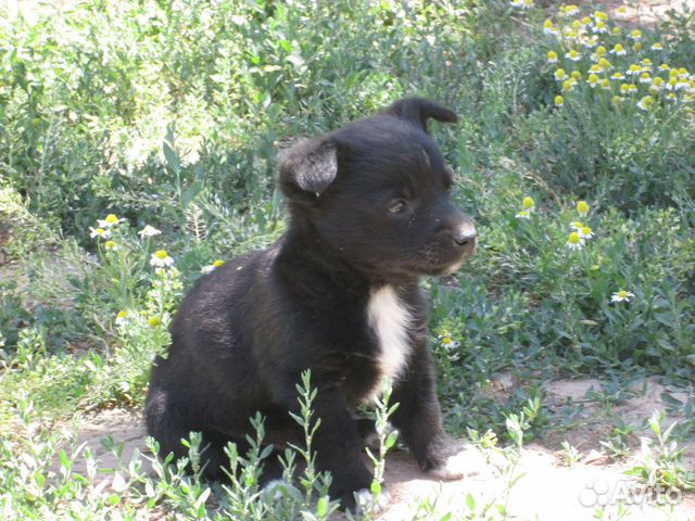 Отдам щенка. Щеночек мальчик чёрно-белый небольшой