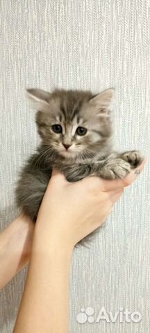 Котята от шотландской кошки