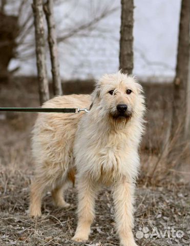 Грустит один в приюте