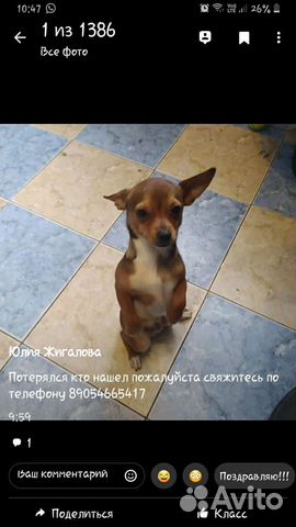 Той-терьер