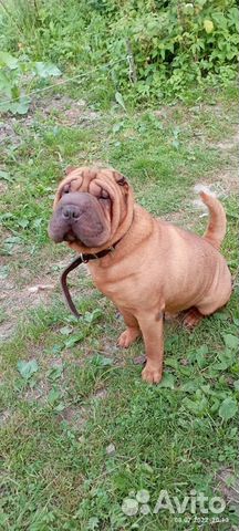 Шарпей в добрые руки