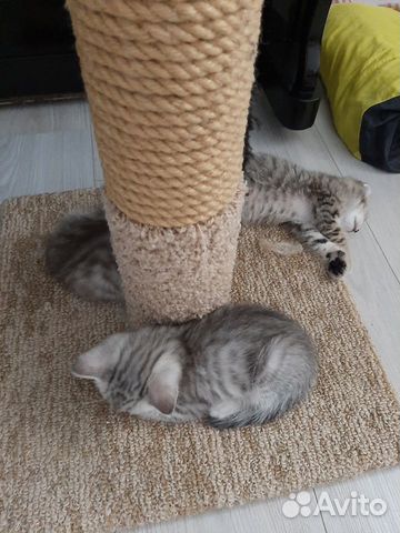 Продам шотландских котят