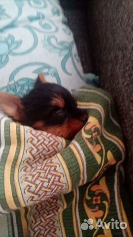 Собаки щенки йоркширский терьер