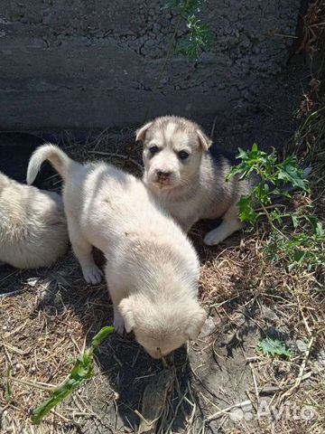 Щенки хаски бесплатно