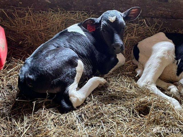 Телята от 1месяца
