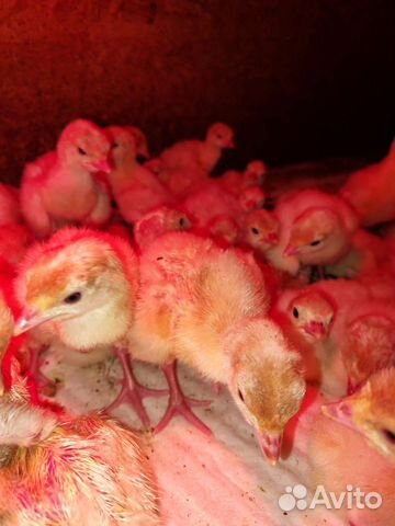 Индюшата хайбрид конвертер