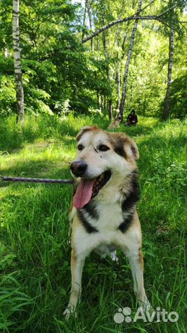 Спасите молодую собаку из приюта
