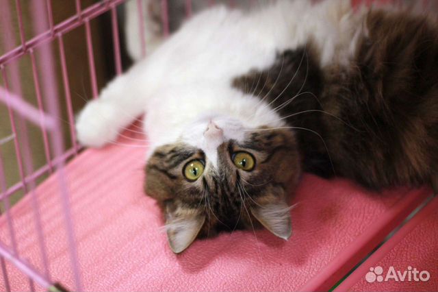 Манюня королева кошачьего мира