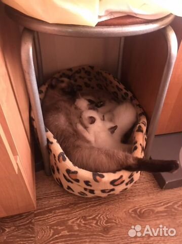 Сиамские котята