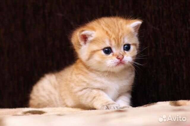 Клубный золотой малыш