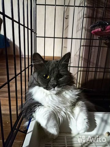 Кошечка Тия, примерный возраст 3 года