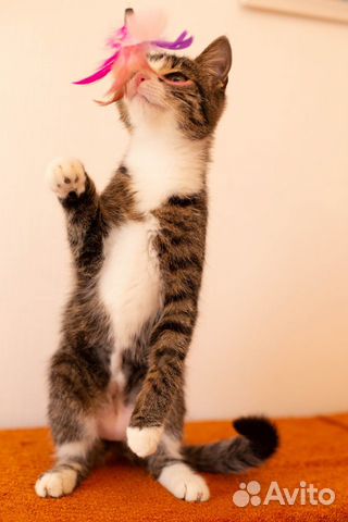 Самый ласковый Котейка в добрые руки