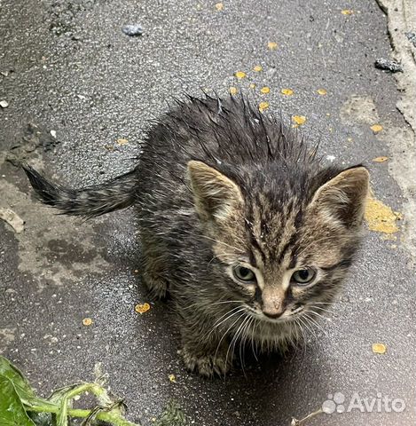 Котенок в добрые руки