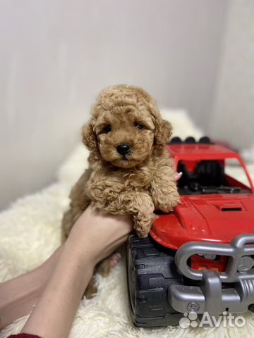 Кукольные мальтипу мишки тедди