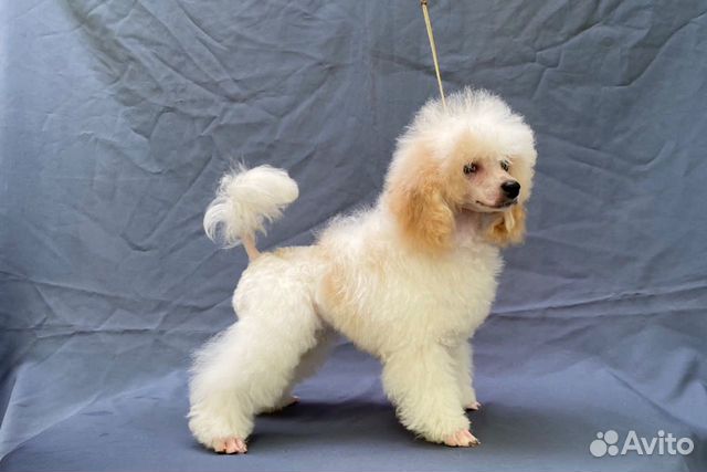 Пудель Арлекин