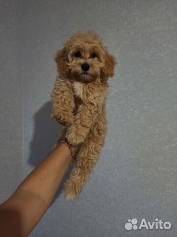 Мальтипу Ф1 мальчик карамелик шерсть локан