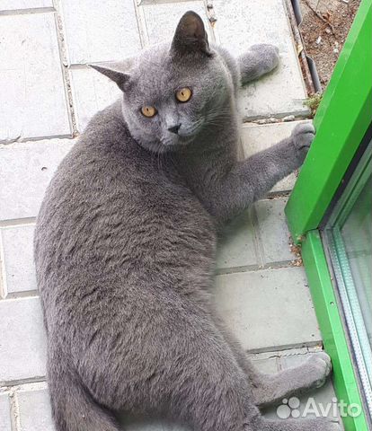Британский котик (шиншилла)