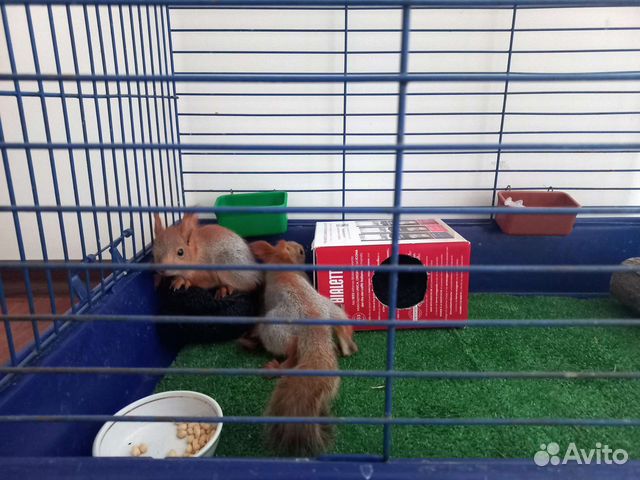 Алтайские ручные бельчата