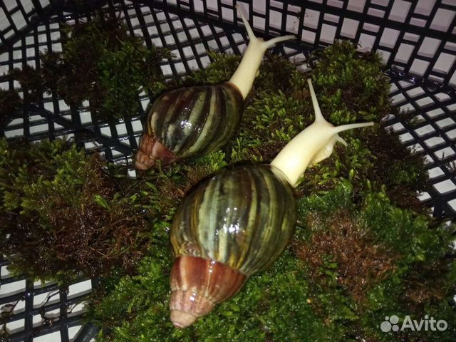 Бенин (архахатина)