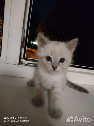 Котëнок в добрые руки
