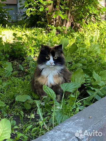Кошки