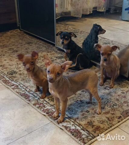 Русский той-терьер