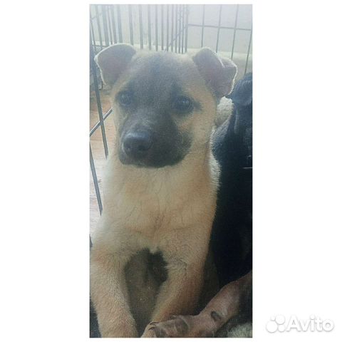 Щенок мальчик 2.5 месяца