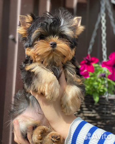 Миниатюрные малышки Йорка