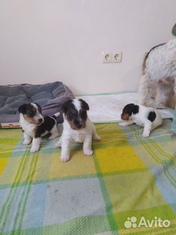 Фокстерьер жесткошерстный щенки