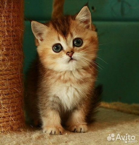 Британские котята. Золотой окрас. Красиый подарок
