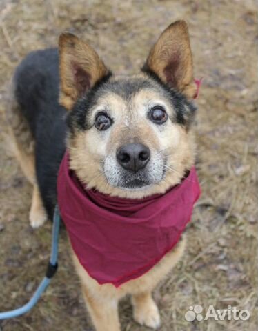 Отис-верный и спокойный песик