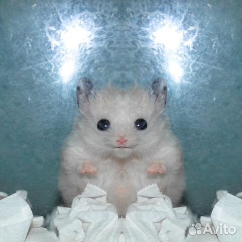 Сирийские хомячки