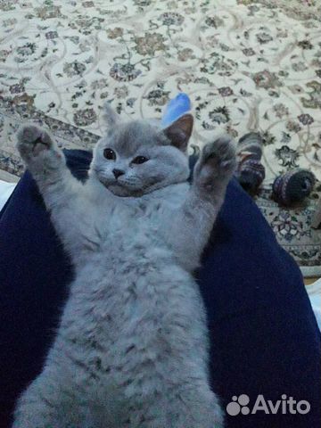 Шотландские котята Бесплатно