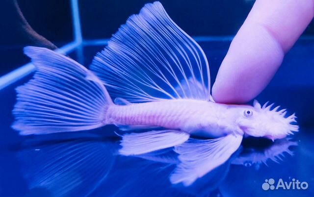 Анциструс L-144 Snow White Long Fin